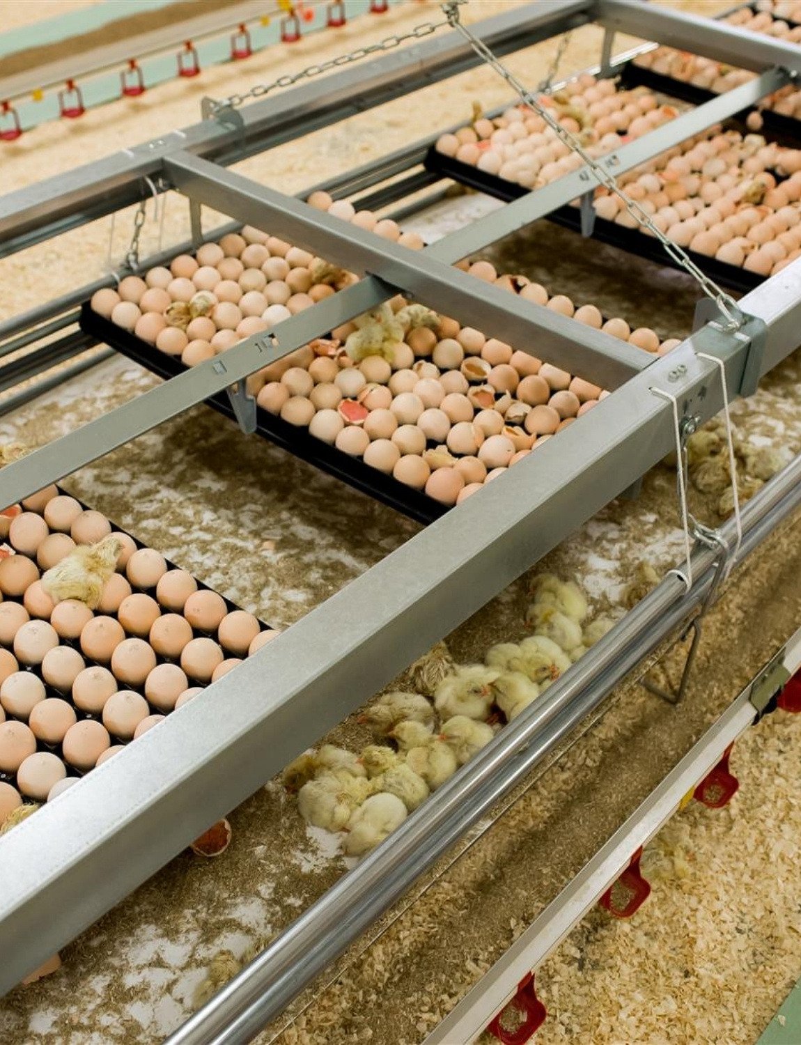 Broilers - Vencomatic Group